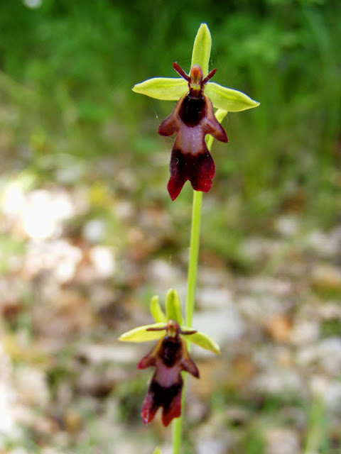 Loire Valley Nature: Identify Your Orchid