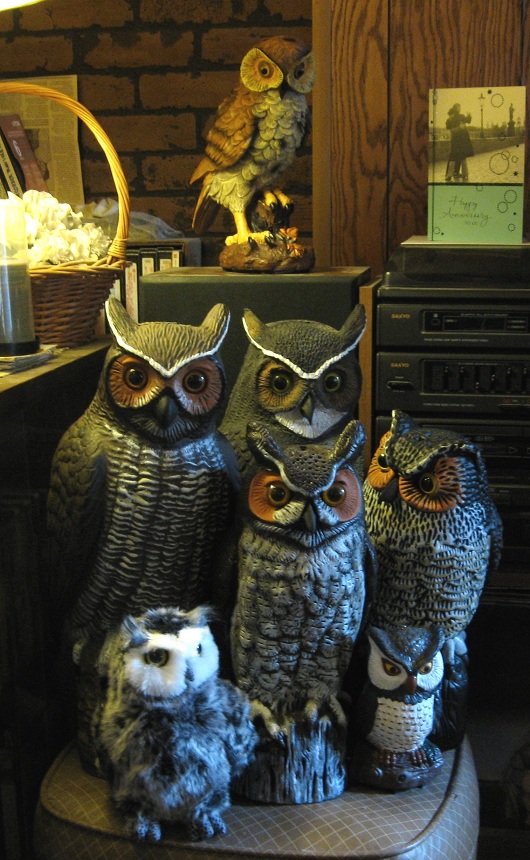 Jim's Junk!: Plastic Owls!! A new hobby---fun for all ages.