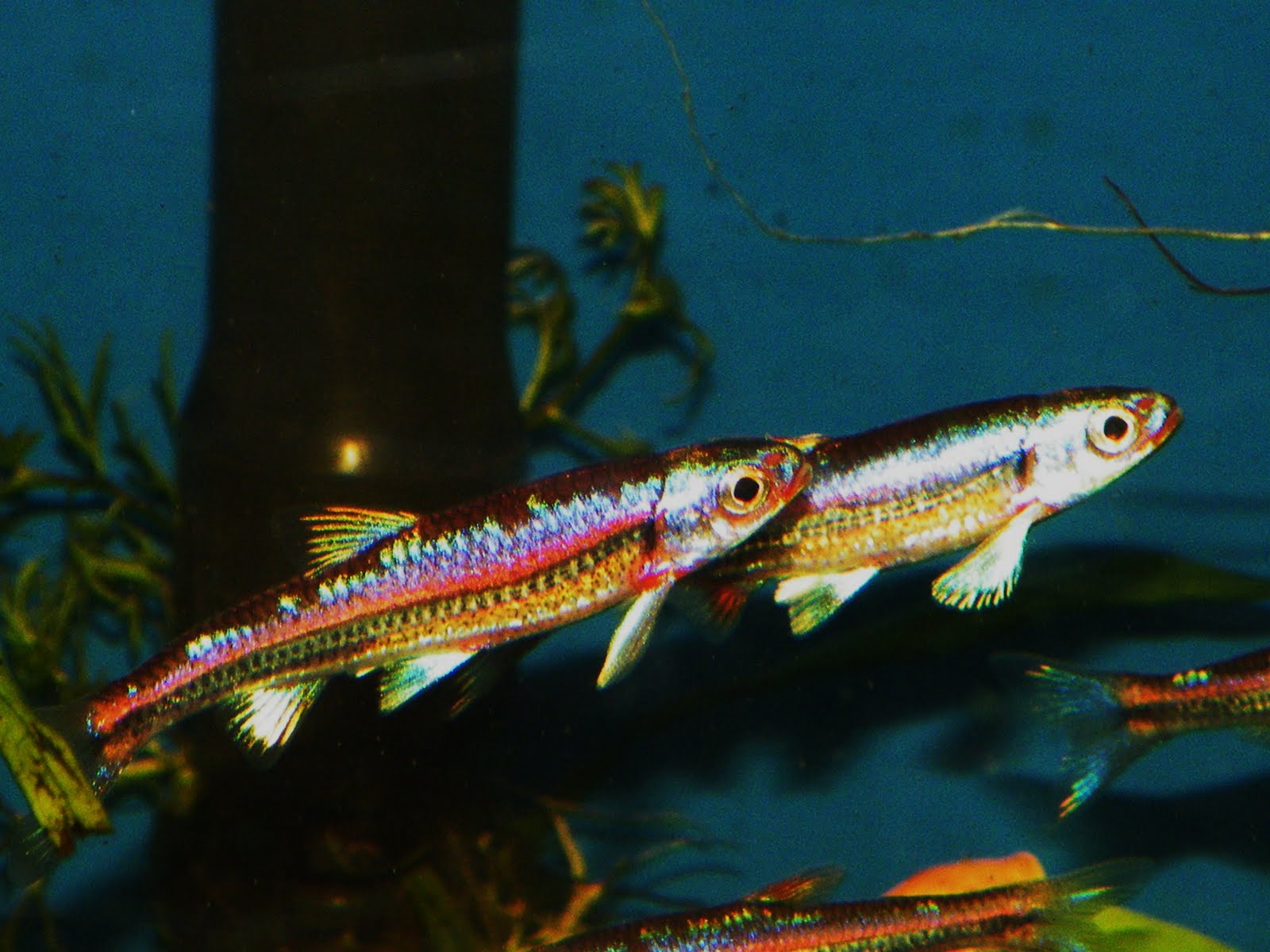 oceanaq: Rainbow shiner