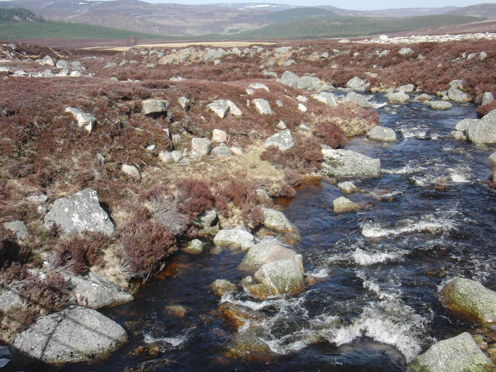 Is Anyone Out There?: Walks in the Ballochbuie Forest