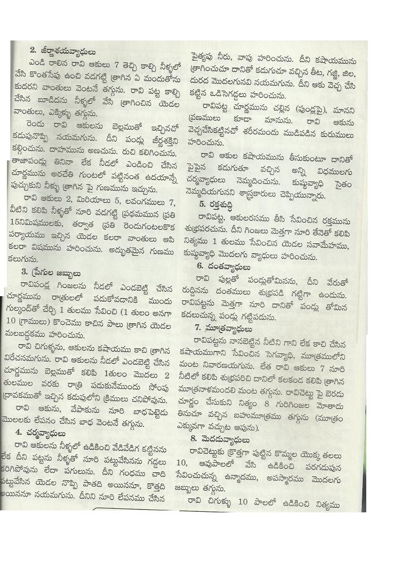 AYURVEDAM - ఆయుర్వేదం: RAVI CHETTU ( PIPAL TREE ) - AYURVEDAM