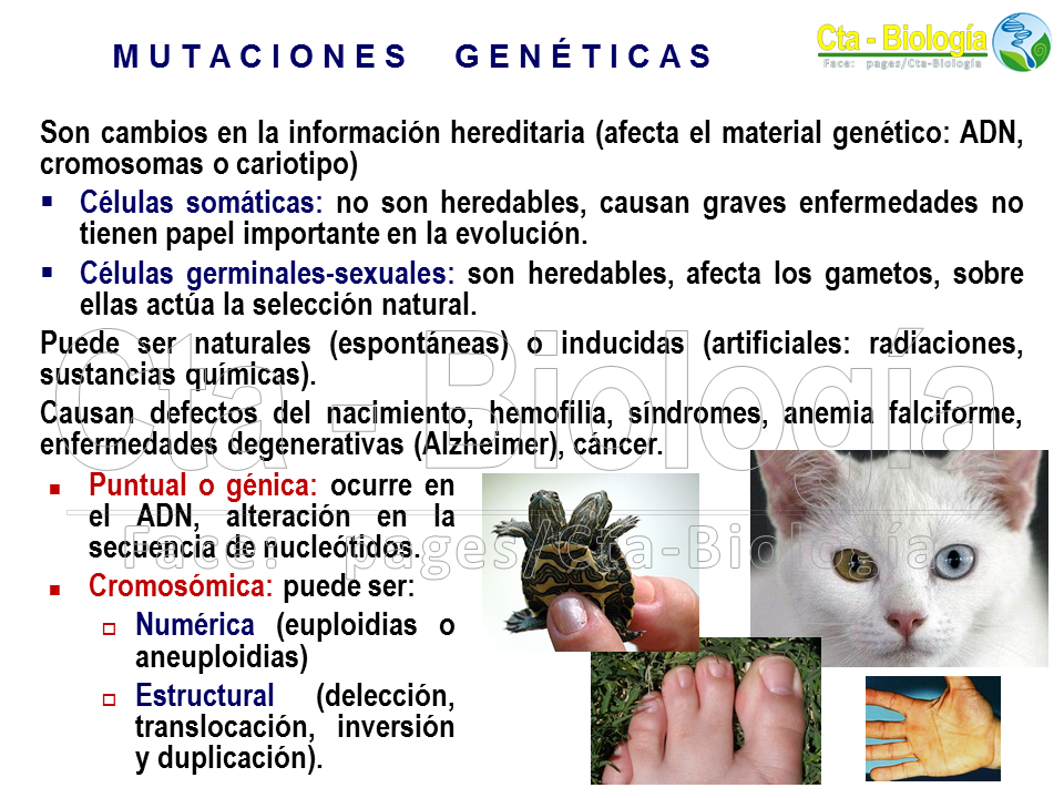 Biología didáctica: MAJO, Avanzado - Mutaciones Genéticas