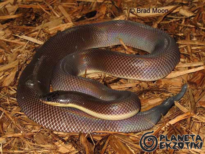 Ular - Snake - Ophidia