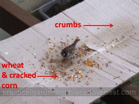 Practical Gardening: Homemade Bird Trap - Pre-Baiting Sparrows