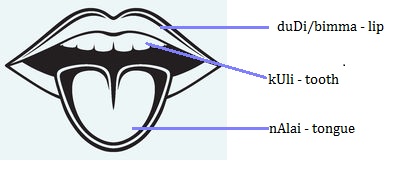 Body Parts in Tulu | Easy Tulu | Learn Tulu Language Online