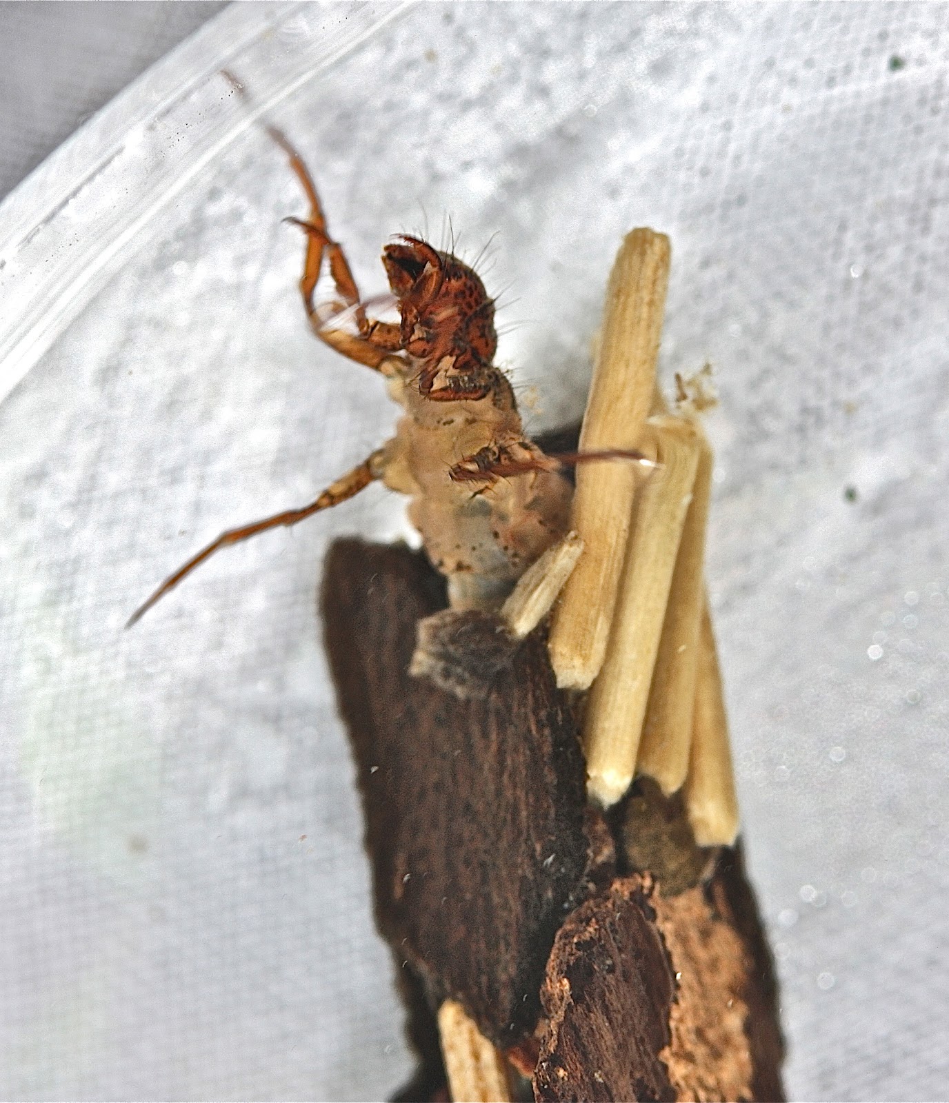 Aquatic Insects of Central Virginia: Pycnopsyche gentilis and ...