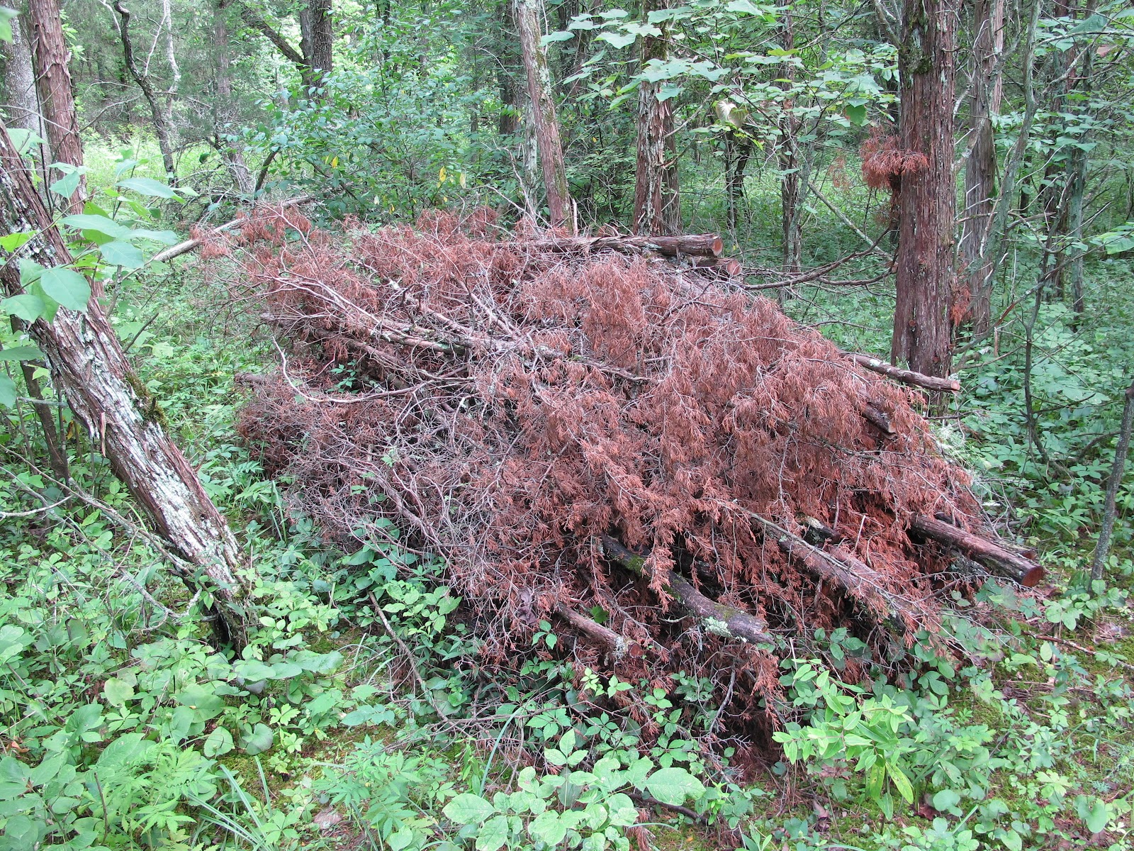 Blue Jay Barrens: Recent Cedar Clearing