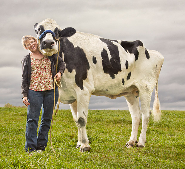 Guinness Book The Biggest Cow guinness-book-the-biggest-cow