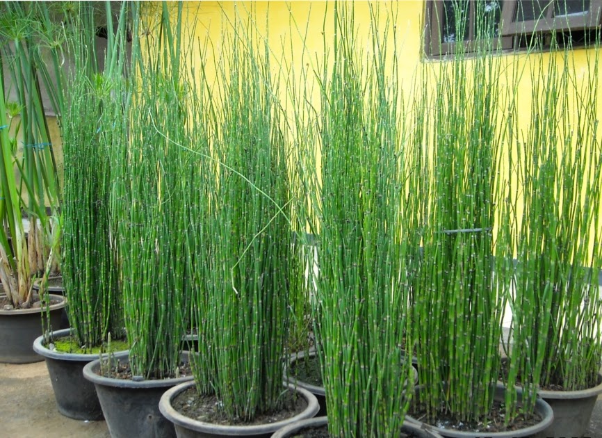 Jual Pohon Tanaman Bambu Air | Jasa Pembuatan Taman dan Kolam Daerah ...