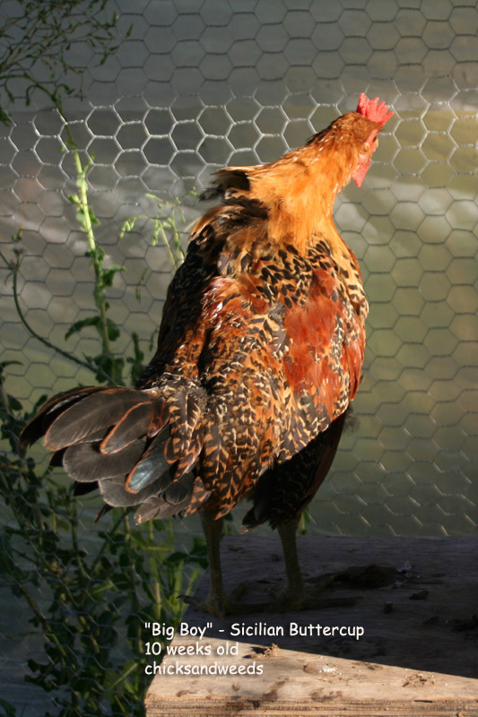 Chicks and Weeds: Big Boy - a Sicilian Buttercup - sweetness of my flock
