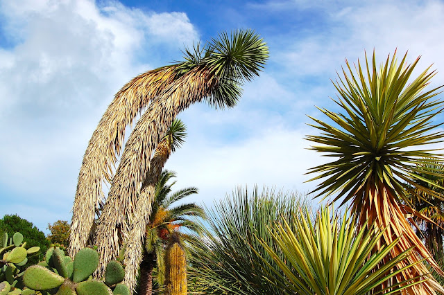 moments ...: Pinya de Rosa Tropical Botanical Garden w Blanes, Hiszpania