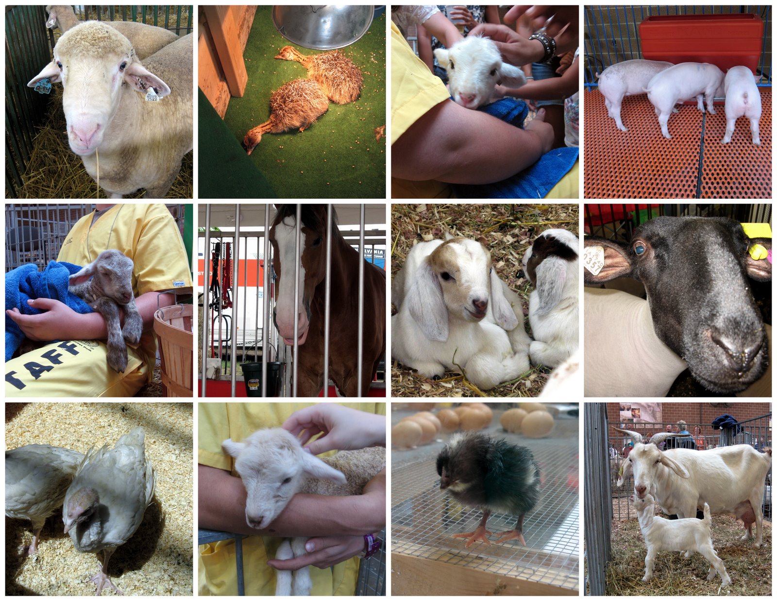 Of Cats and Cardstock: Animals at the Fair