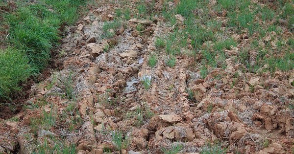 Can You Find The Cat 5 Pics Amazing Creatures