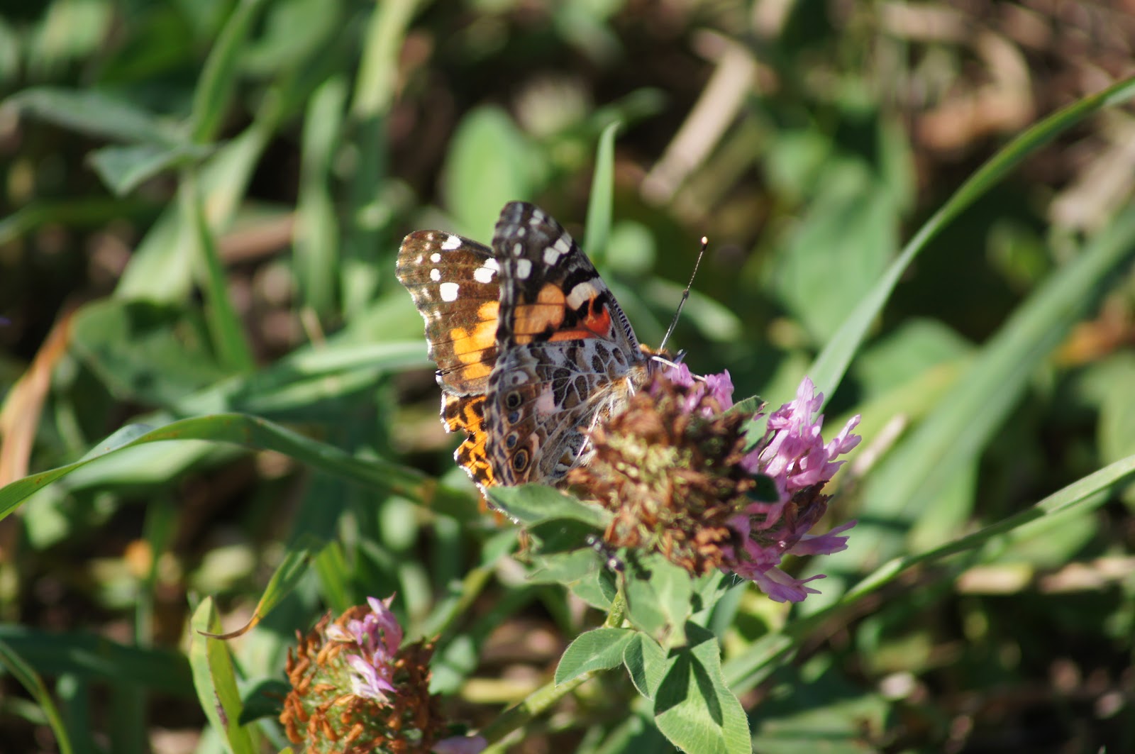 Things with Wings: American Lady or Painted Lady Butterfly?