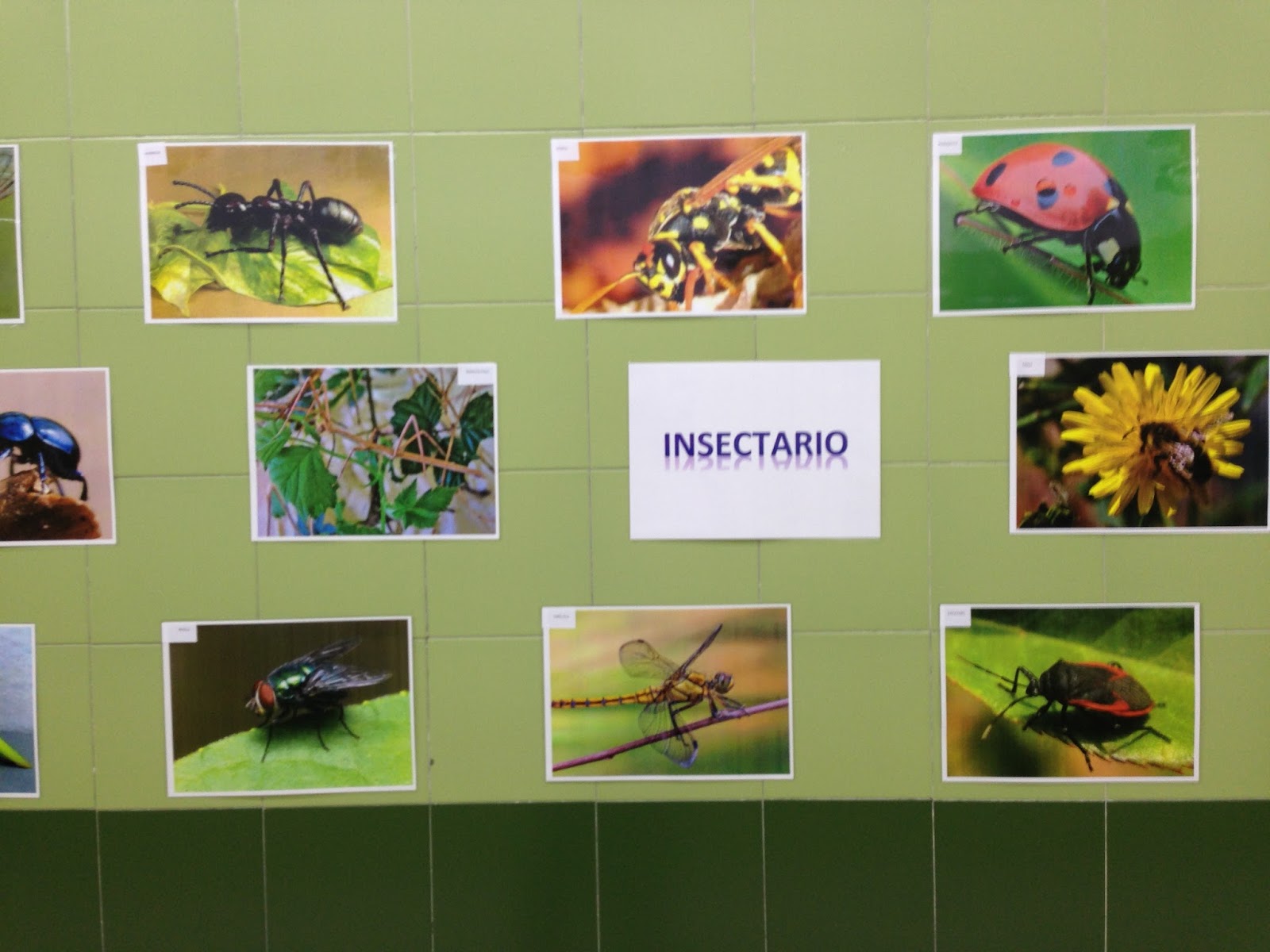 AGRARIA HUERTA SALAMA: INSECTARIO