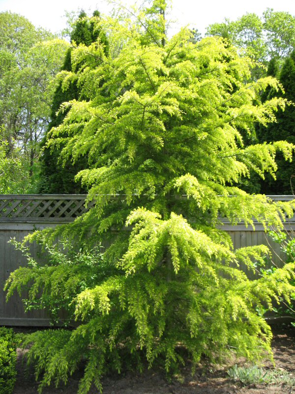 A GUIDE TO NORTHEASTERN GARDENING: Colorful Evergreens in the Landscape ...