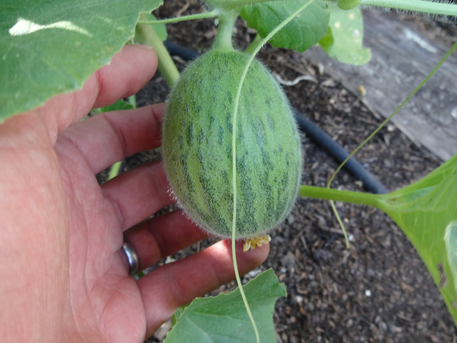 The Scientific Gardener: Caroselli