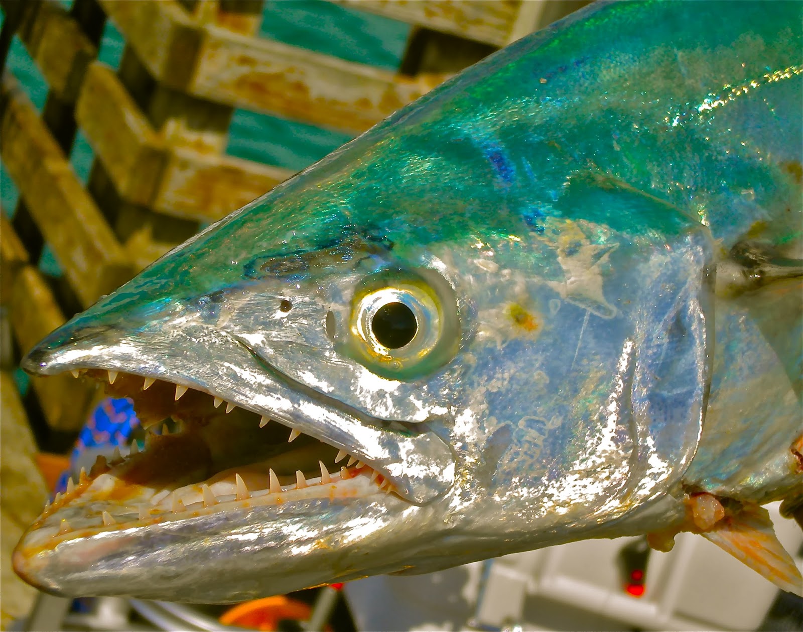 On Foot Angler: From Henry @ Snook-Nook - Jensen Beach