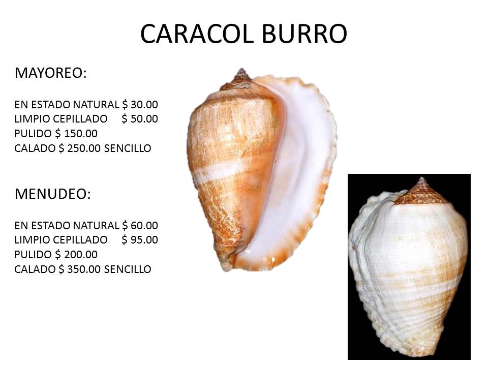 TODOS CONOCIENDO BCS MÈXICO