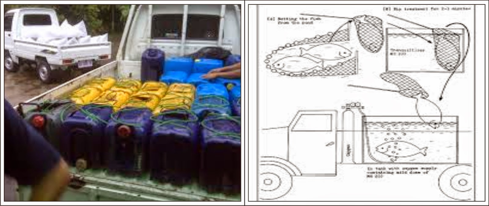 Cara Pengangkutan Ikan Hidup - Lalaukan