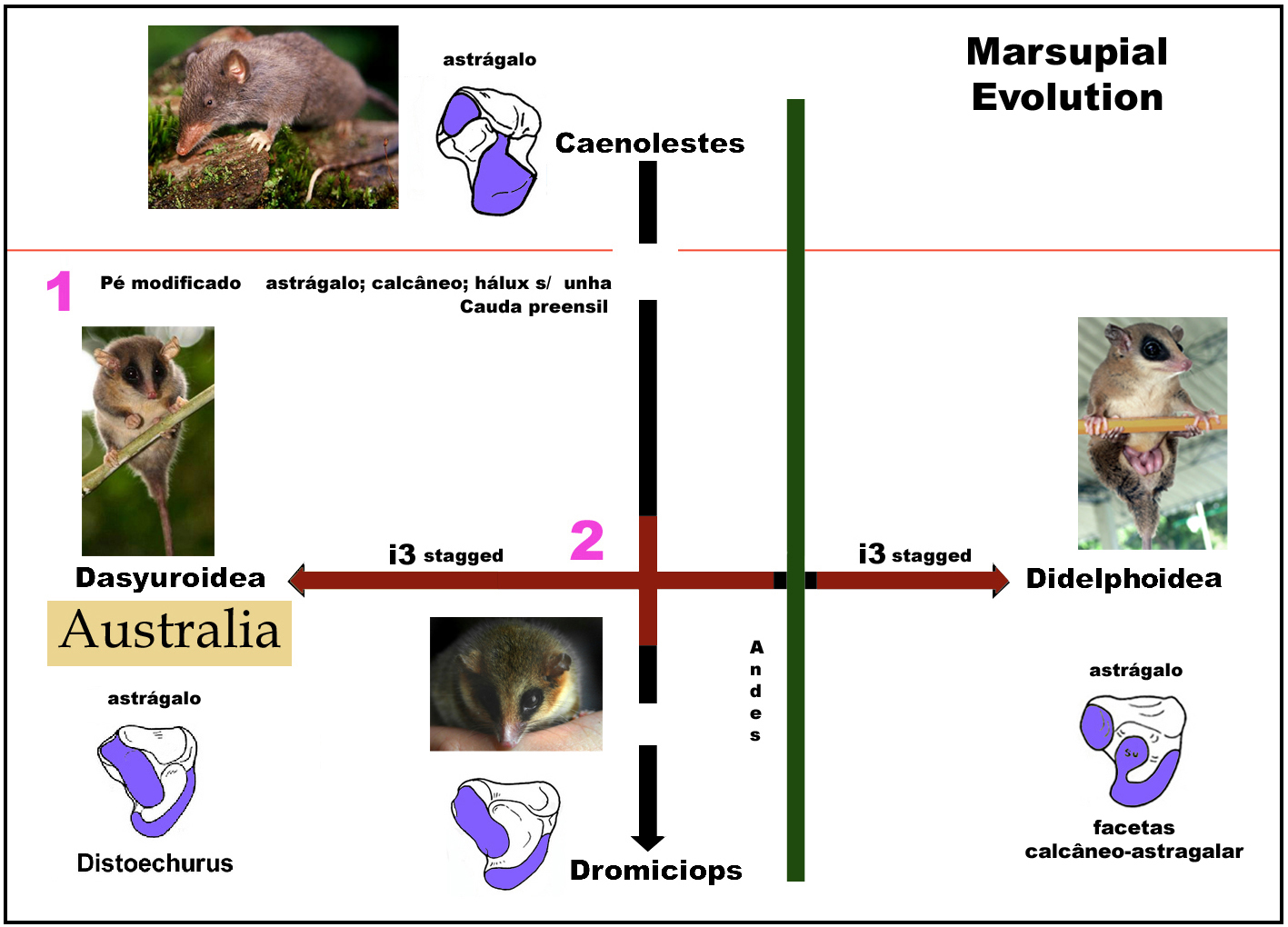 ARCANO Nelson Gomes - MAMMALS...including Monodelphis: UMA SINAPOMORFIA ...