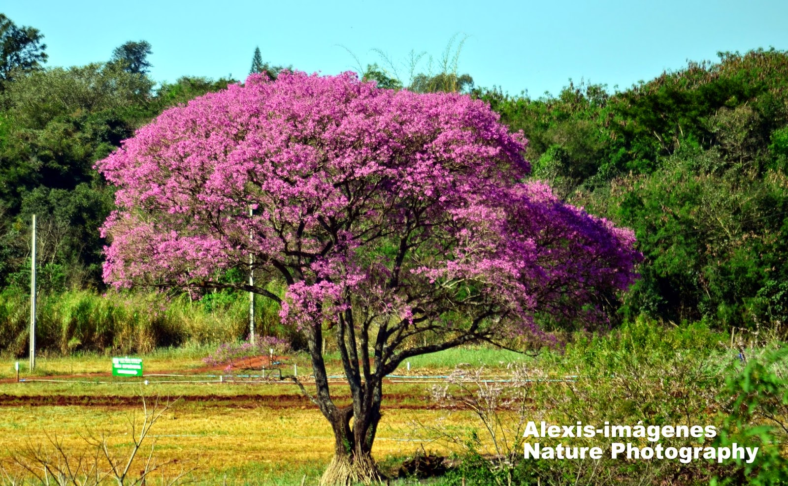 Alexis-imágenes - Nature Photography: Lapacho rosa en flor