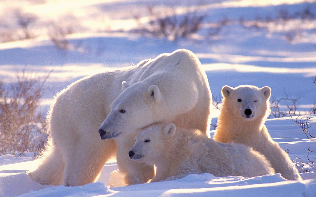 Imagini cu Ursi Polari ~ Peisaje de Iarna
