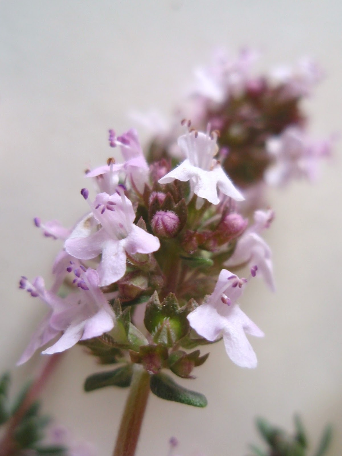 HERBARIO VIRTUAL DE BANYERES DE MARIOLA Y ALICANTE: Thymus vulgaris ...