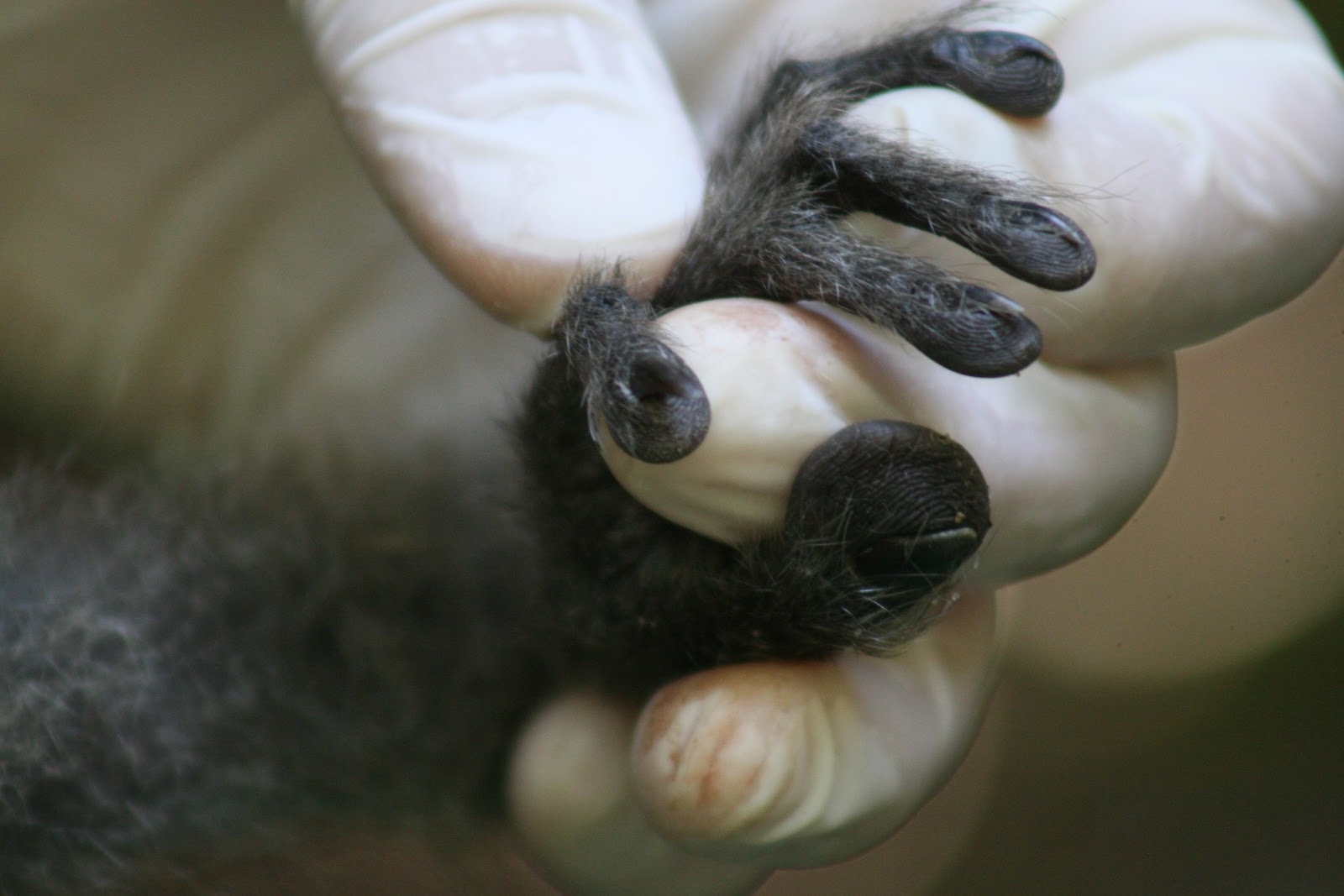 Hapalemur Ever After: Collaring our first lemur