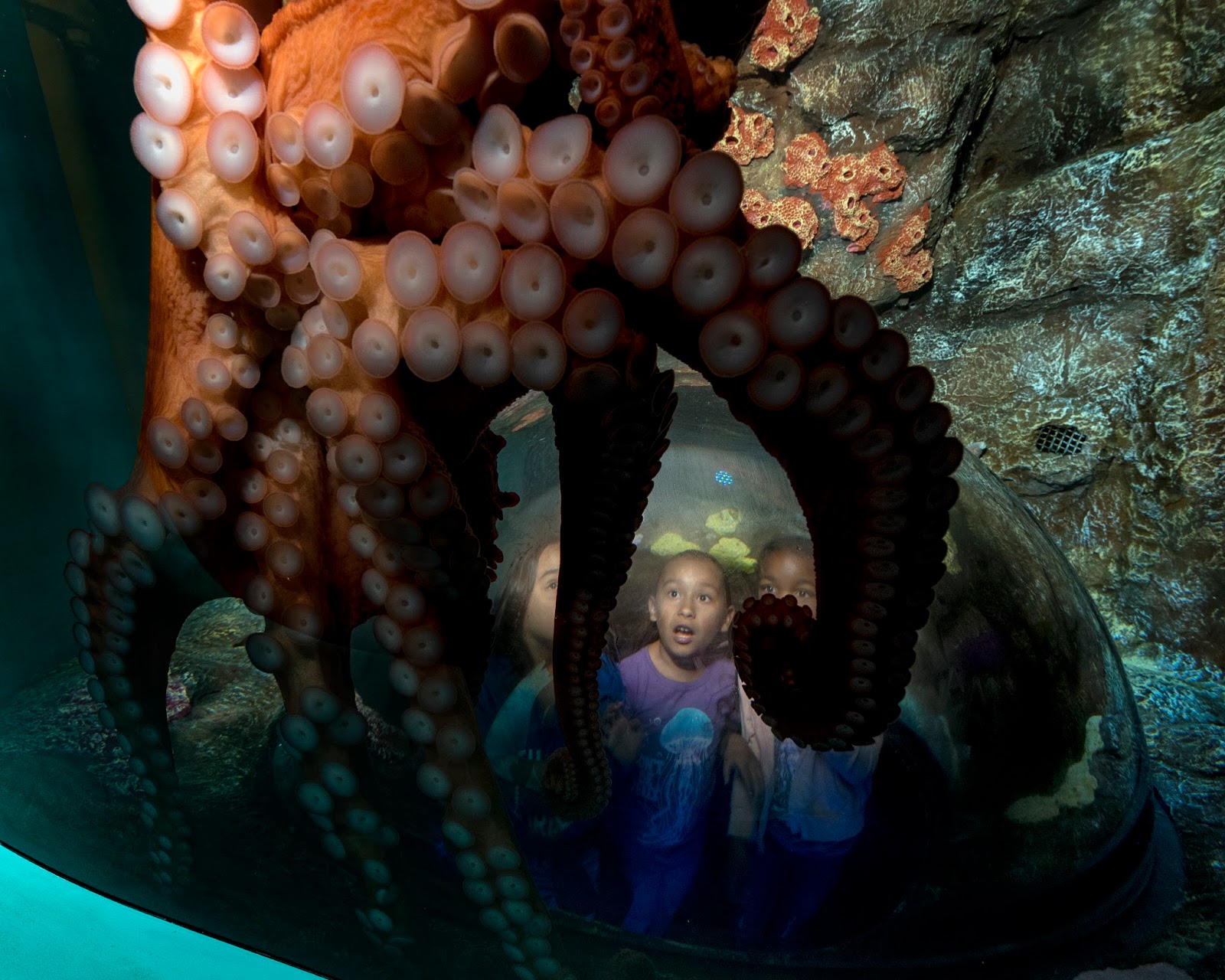 Go Behind the Scenes of New Attractions at SeaWorld & Family Four Pack ...