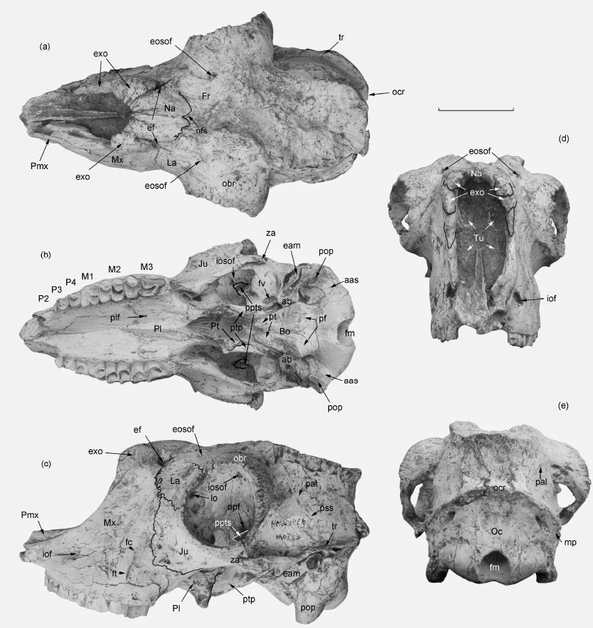 Sciency Thoughts: A highly specialized Musk Ox from the Late Miocene of ...