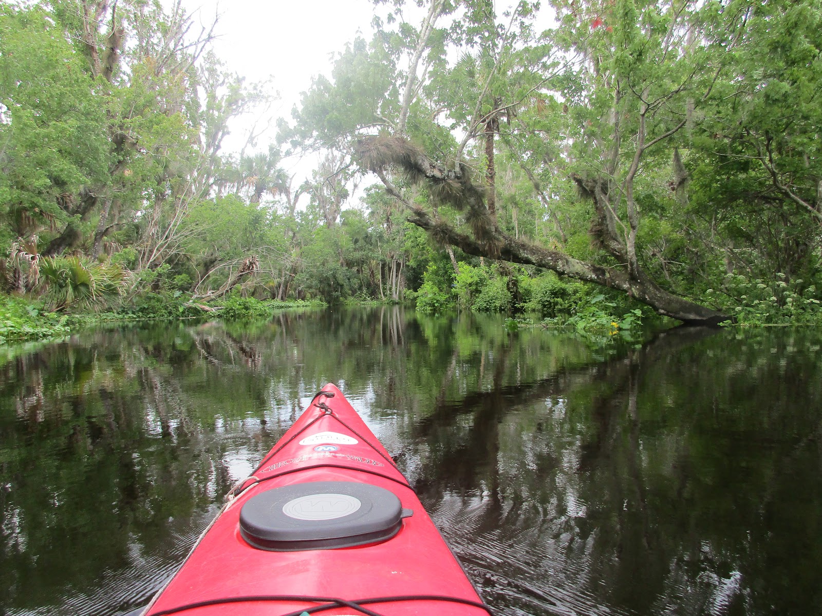 Dave's Yak Tales: Wekiva River