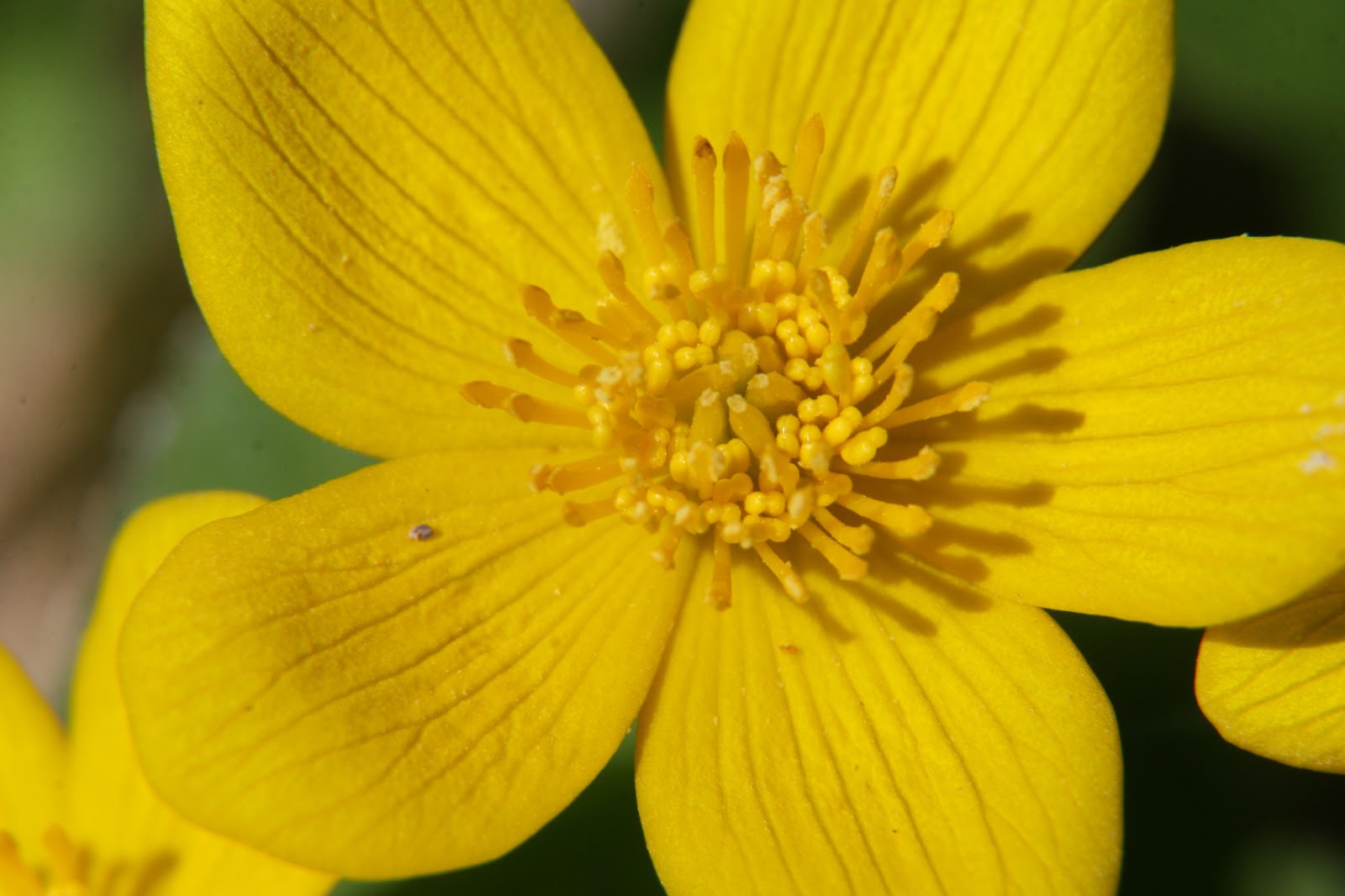 Isabella Conservation District Environmental Education Program: Native ...