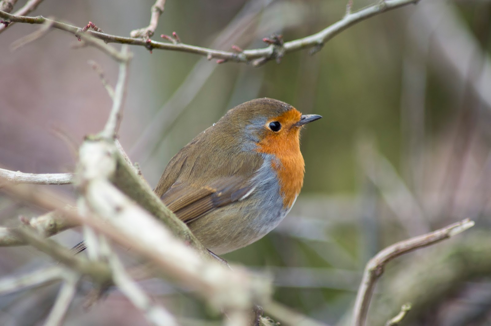 Pam's Place: Rodley Nature Reserve