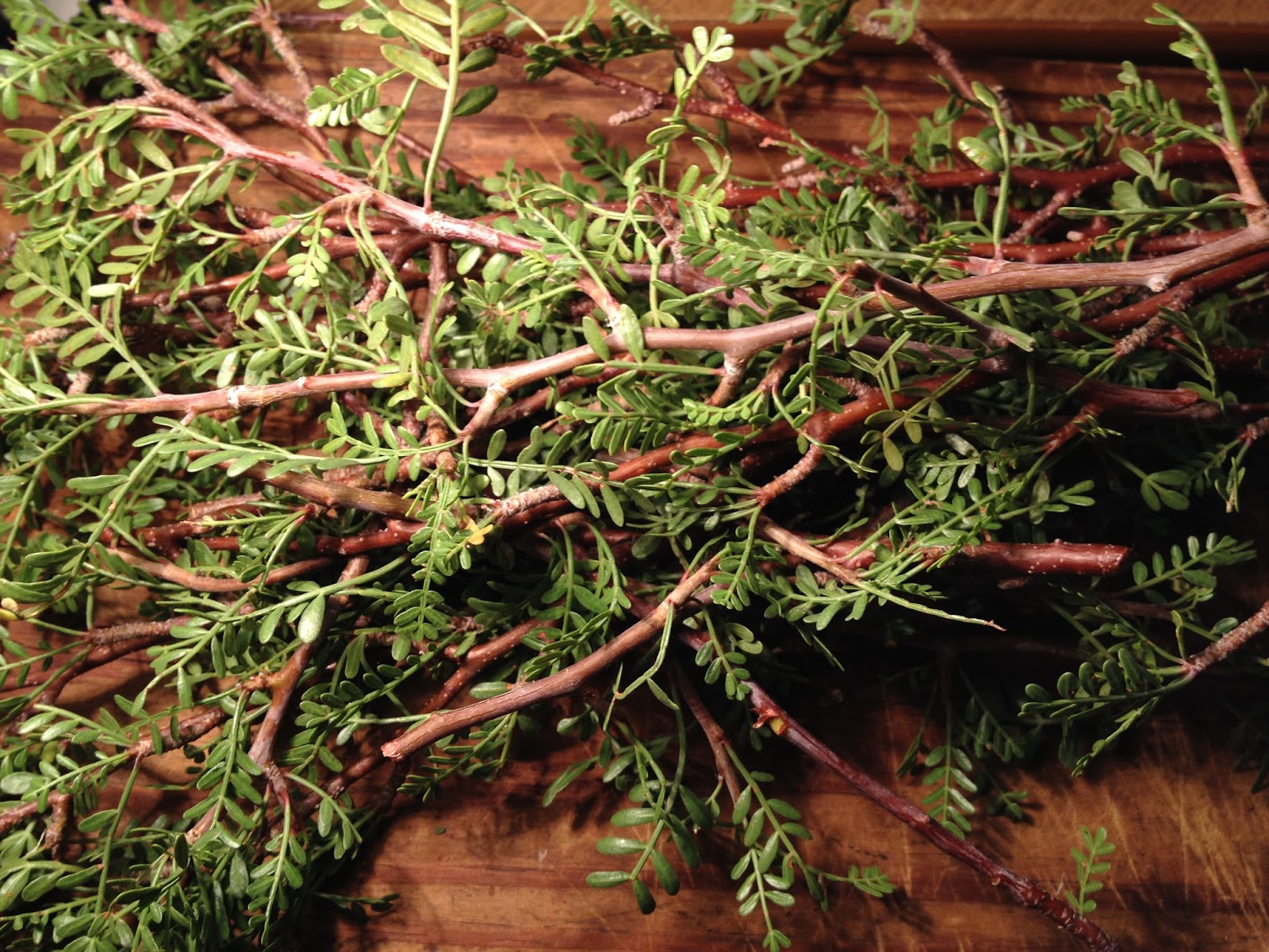 Wild Herb Ways: Torote, Bursera microphyla, this is the way to return ...