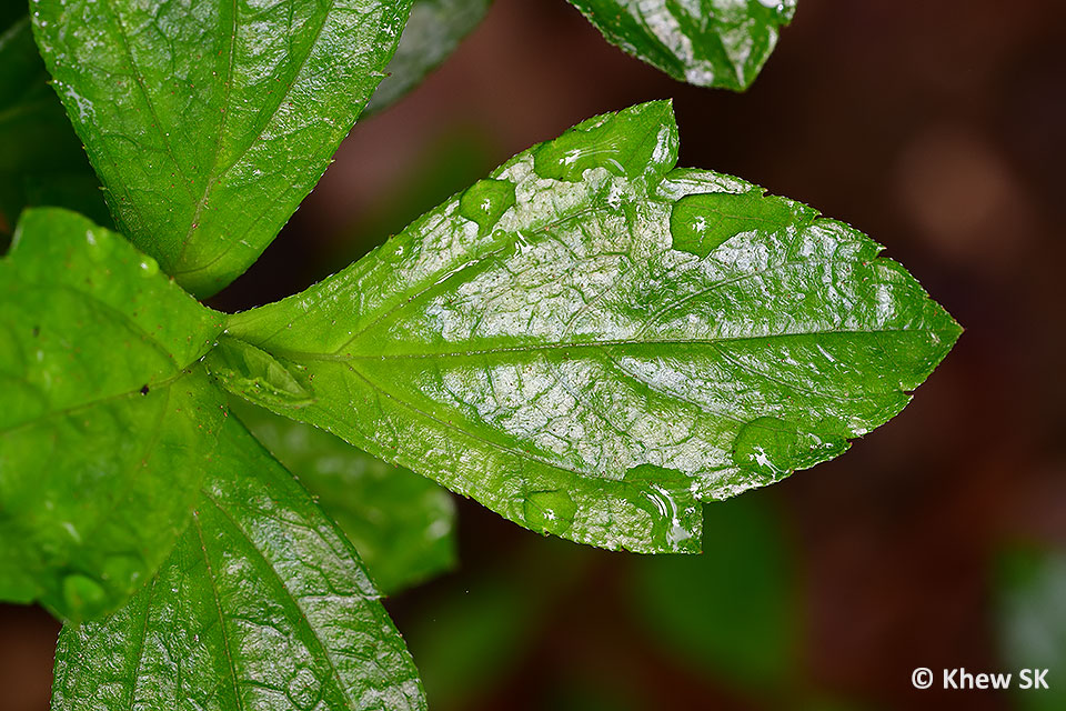 Butterflies of Singapore: Favourite Nectaring Plants #8