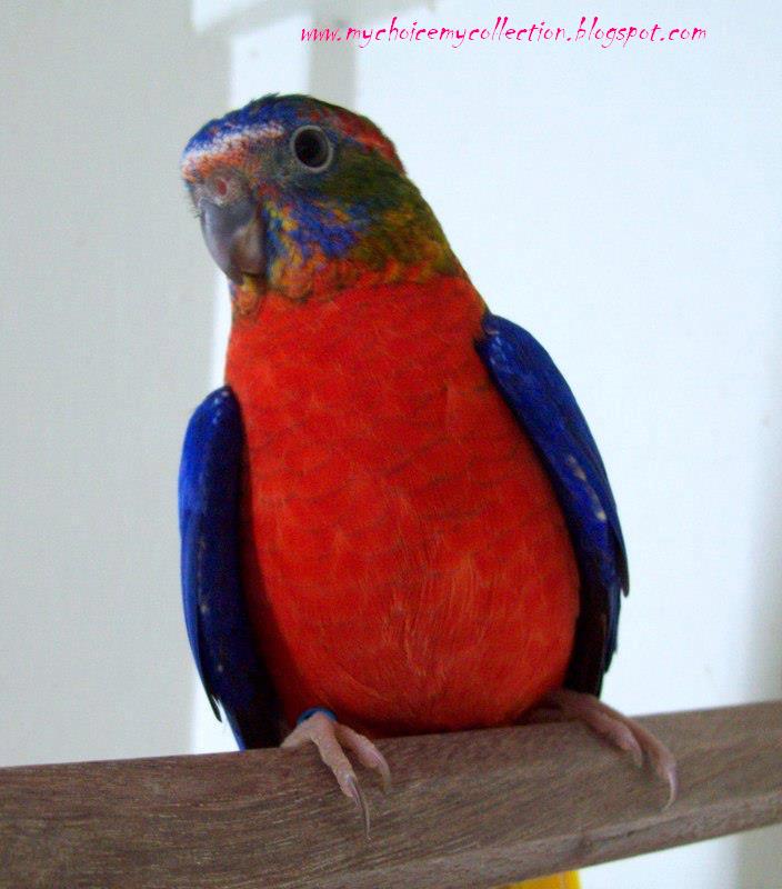 Beautiful Red and Blue Parrot | My Choice My Collection