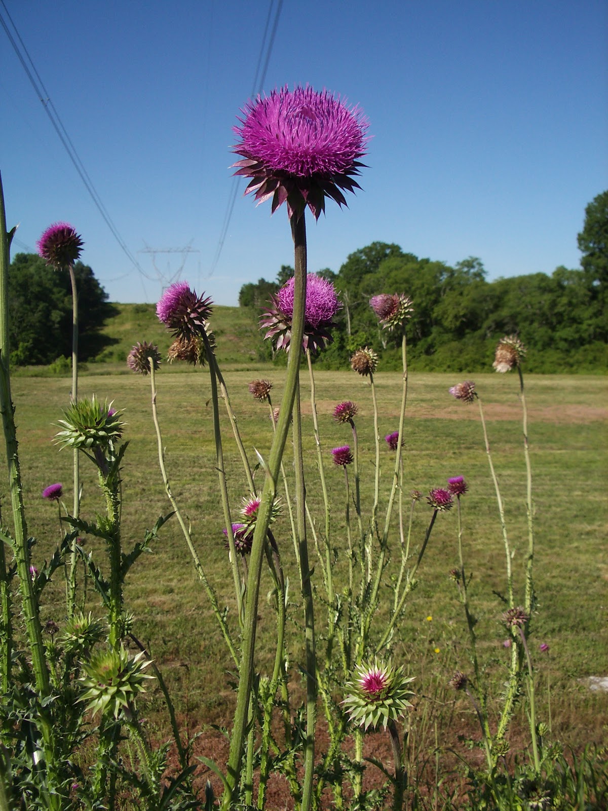 new2nashville: What They Didn't Teach Me in Thistle School