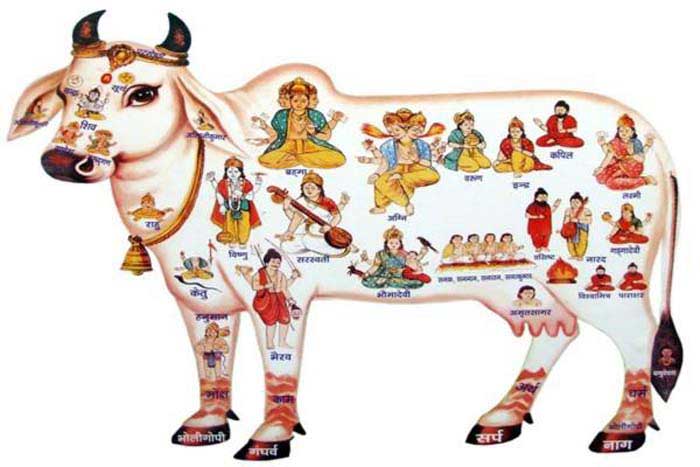 Kamdhenu Cow in Hinduism – Story of Divine Cow Kamdhenu in Hindu ...