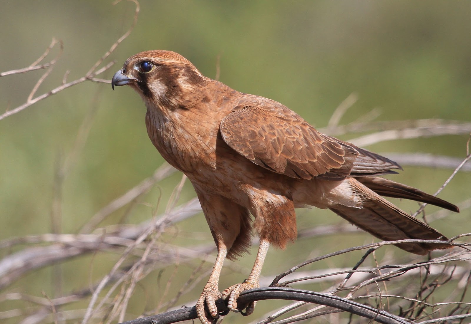 Richard Waring's Birds of Australia: Another Brown Falcon with prey ...