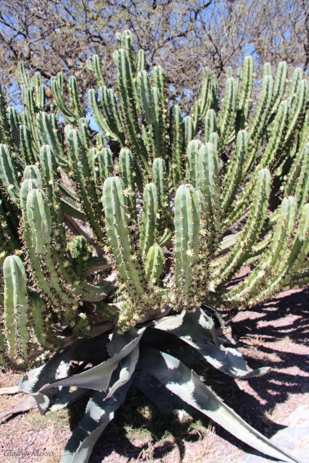 Passear e Fotografar: Tula - México