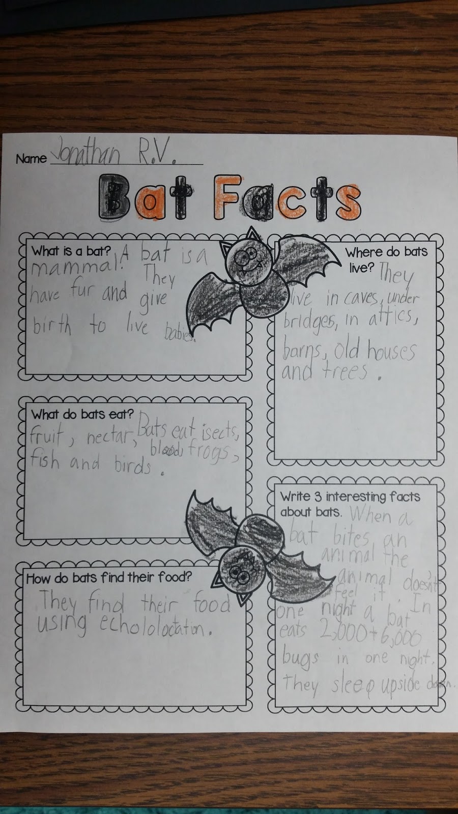 My Favorite Bat Videos and Teaching Resources for the Primary Classroom ...