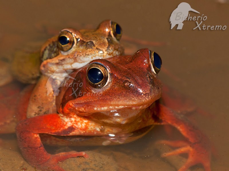 Bicherío Xtremo: Amplexo de Rana bermeja...