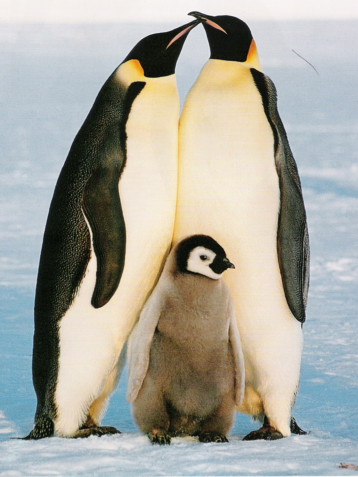 Zoológico Virtual do Koba: Pinguim Imperador