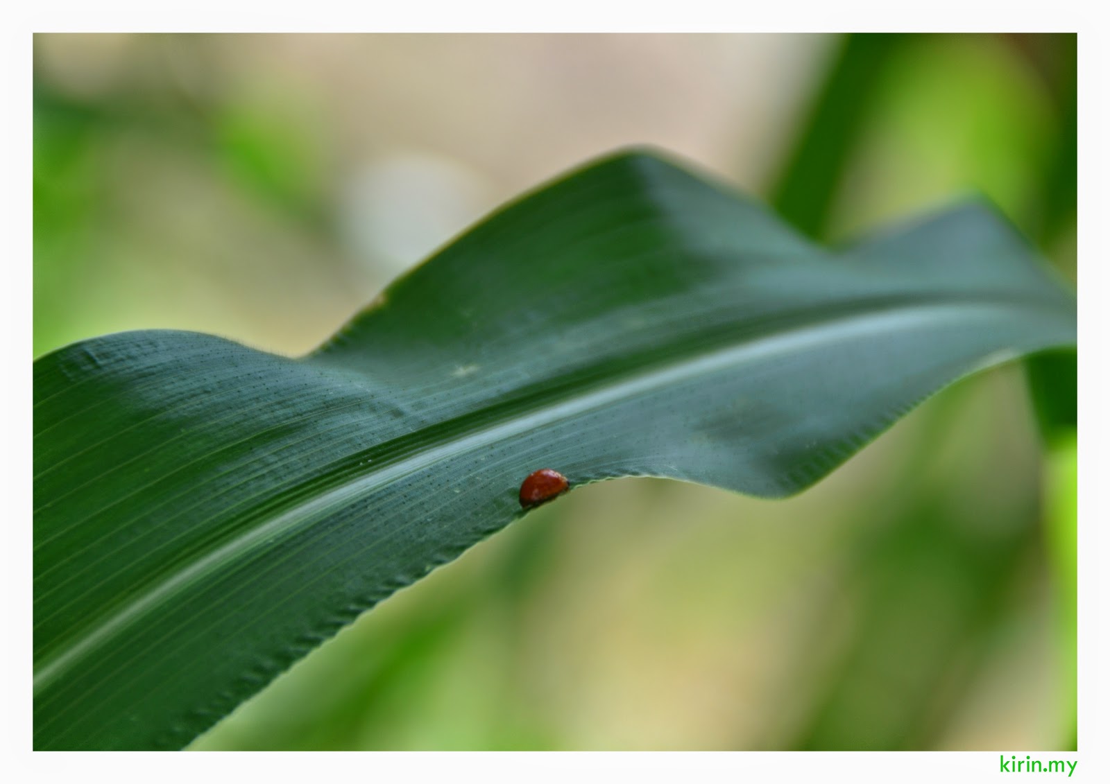 Tips Penanaman Jagung HibriMas & MasMadu (Part 1)