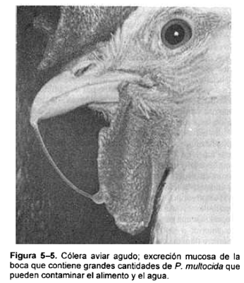 manuel quintero: Cólera Aviar