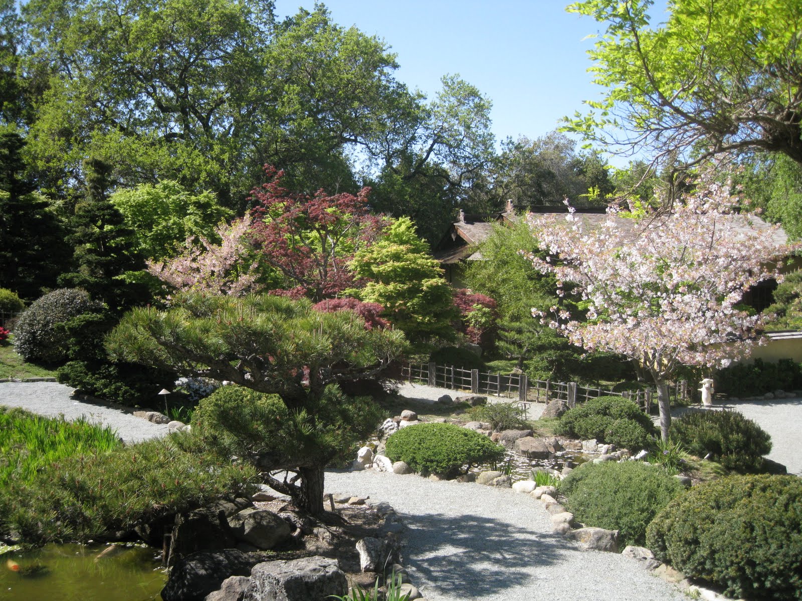 Sissel Olga goes to San Jose: Japansk hage