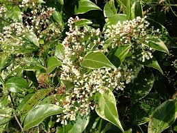 KAYU ULES dan KAYU RAPAT | Tanaman Obat Keluarga