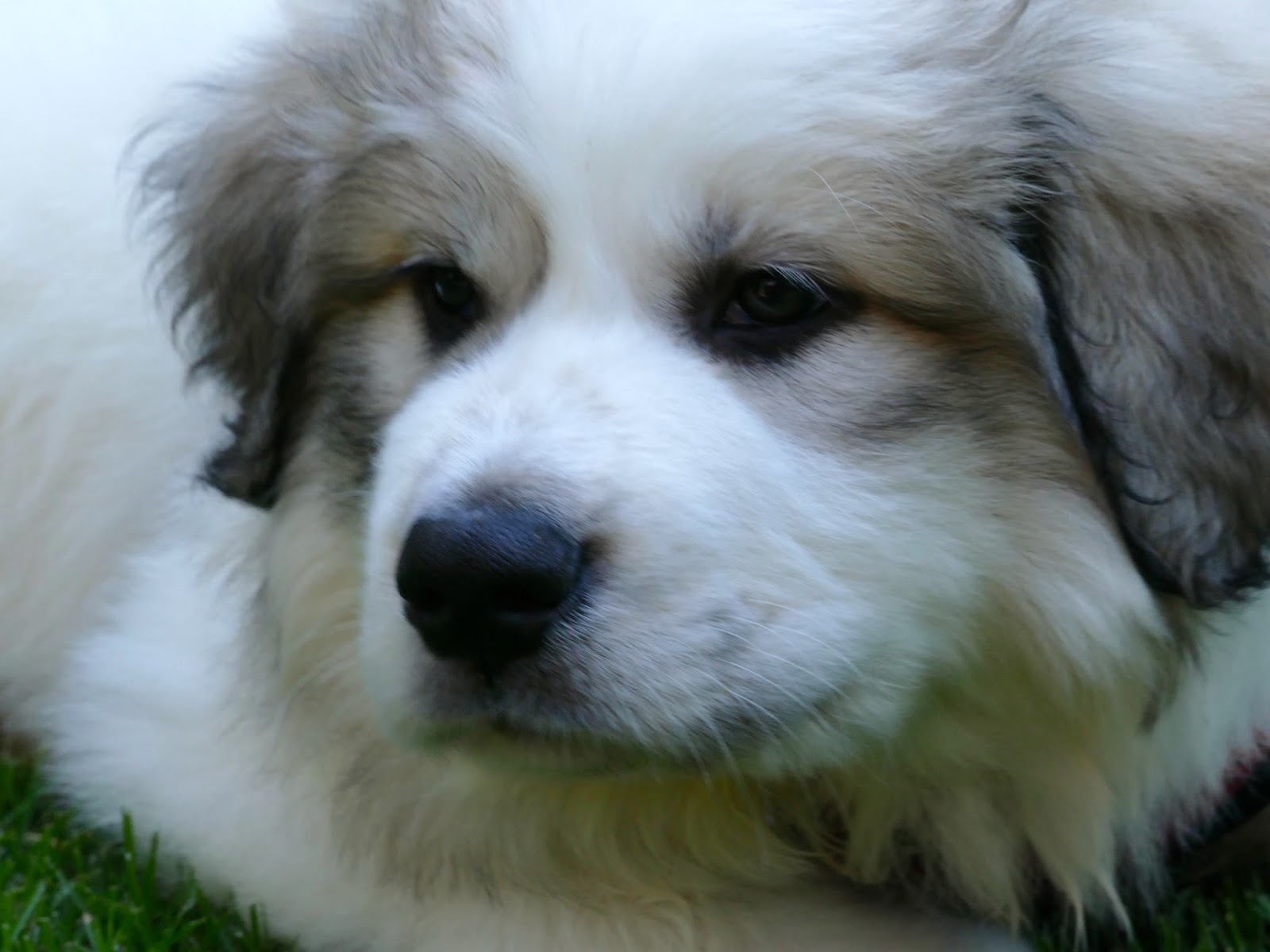 RUE MOUFFETARD: WHAT HAPPENED TO THE "BOO" DOG...........?