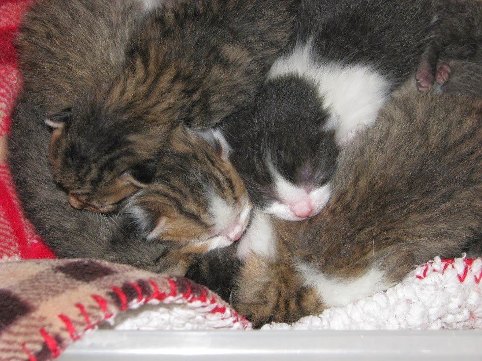 Feline Rescue Cat Tales: New Kitten Cam!
